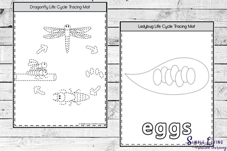 Animal Life Cycle Mats - Simple Living. Creative Learning