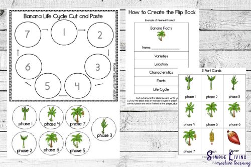 Banana Life Cycle Printables - Simple Living. Creative Learning